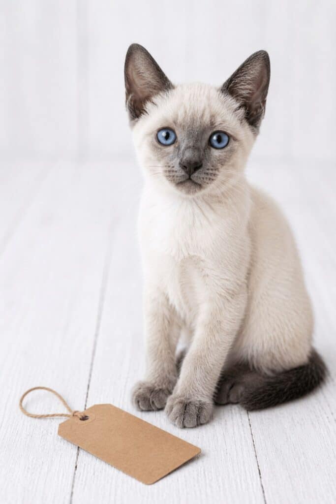 Blue Point Siamese Price 2026: Cost, Care & Complete Guide